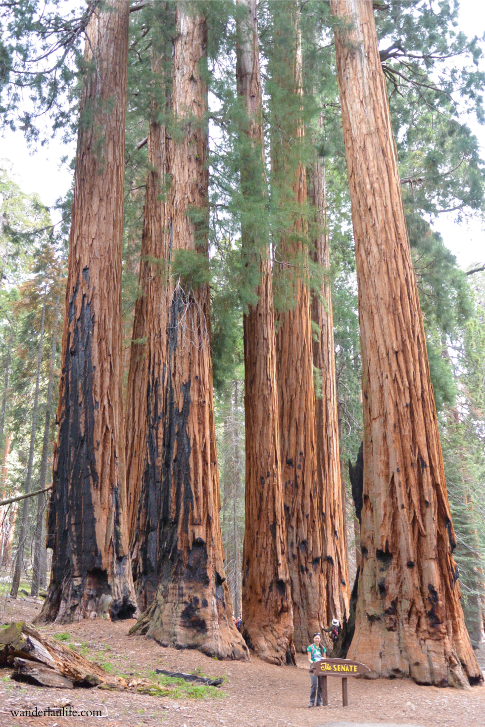 How to Spend 4 Days in Sequoia & Kings Canyon National Park - wanderlaulife